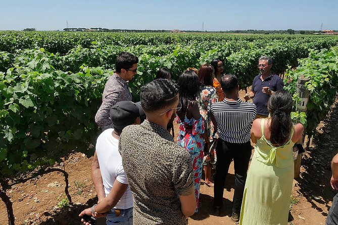 Bolgheri: Classic Wine Tasting with Winery Tour - Final Thoughts: Who Should Book?