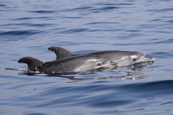 Bonadea II Ecological Whale Watching, 2 hours - Pricing and Value