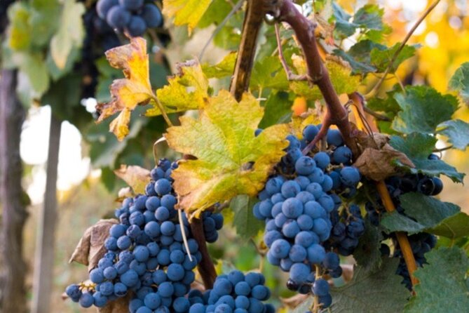 Brunello Wine Tasting from San Gimignano - FAQs