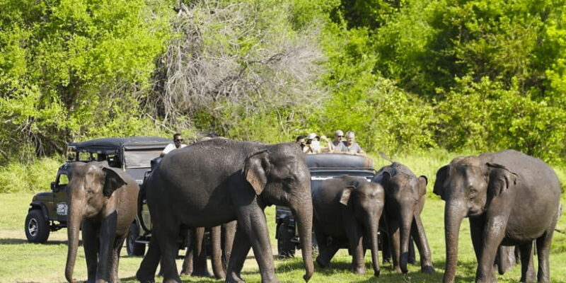 Budget Safari to Wilpaththu National Park from Anuradhapura - What Reviews Say