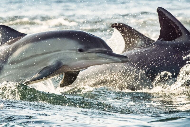 Cape May: Weekend Whale and Dolphin Watching Cruise - Who Will Love This Tour?