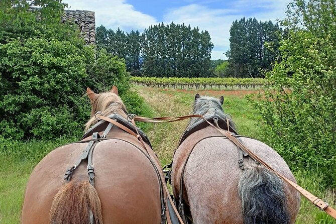Carriage rides in the heart of the Luberon - Final Thoughts