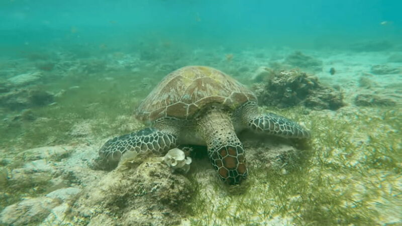 Cebu: Moalboal Snorkeling & Kawasan Canyoneering Adventure - Who Would Love This Tour?