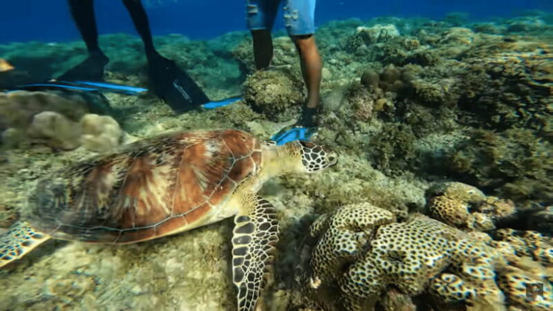 Cebu: Oslob Whale Shark and Moalboal Snorkeling Tour - Practical Tips for Your Day Trip
