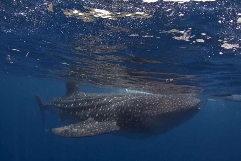 Cebu: Oslob Whale Sharks, Tumalog Falls & Sardine Snorkeling - The Sum Up