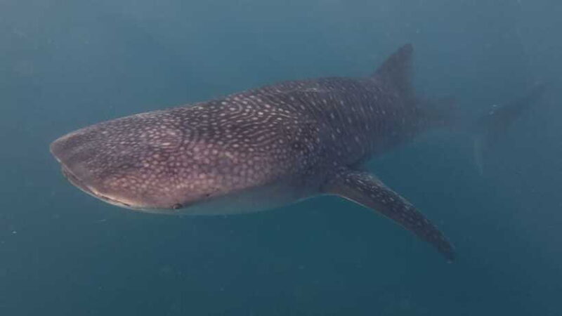 Cebu Oslob WhaleShark,Inambakan Falls& Moalboal Sardines Run - Final Thoughts