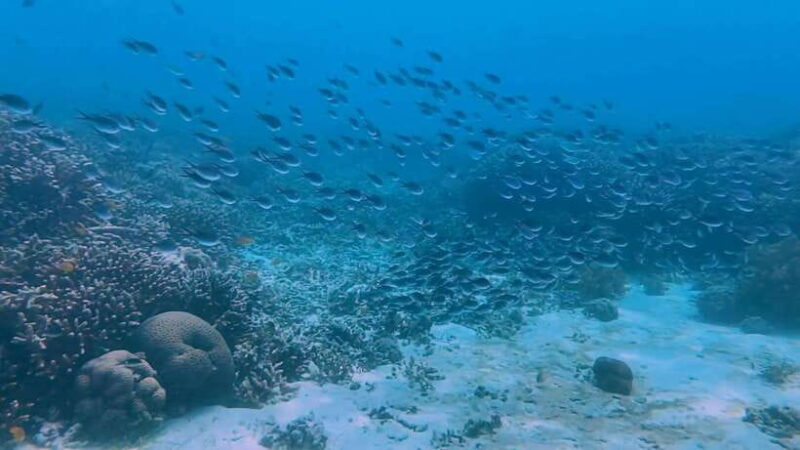 Cebu: Whale Shark Swim, Kawasan Falls & Moalboal Sardine Run - FAQ