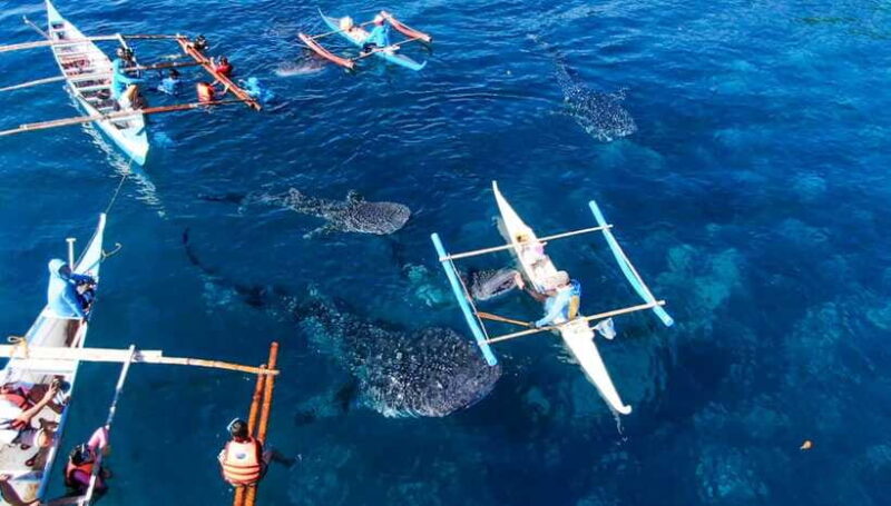Cebu Whale Shark Swimming & Kawasan Canyoneering Group Tour - The Sum Up