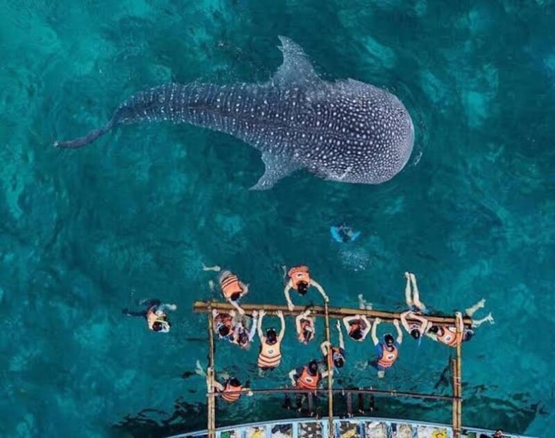 Cebu: Whaleshark Encounter, Tumalog Falls, & Monkey Viewing - Who Will Enjoy This Tour?