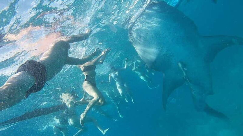 Cebu: Whaleshark Swimming & Moalboal Snorkelling Day Trip - The Long Journey and Travel Logistics