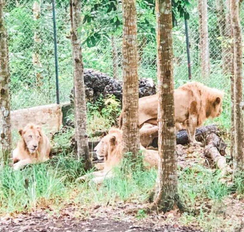 Cebu:Cebu Safari Adventure Park Day Trip - Who Is This Tour Best For?