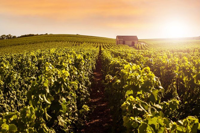 Champagne Moet and Chandon Private Tour with Tastings from Reims or Epernay - FAQs