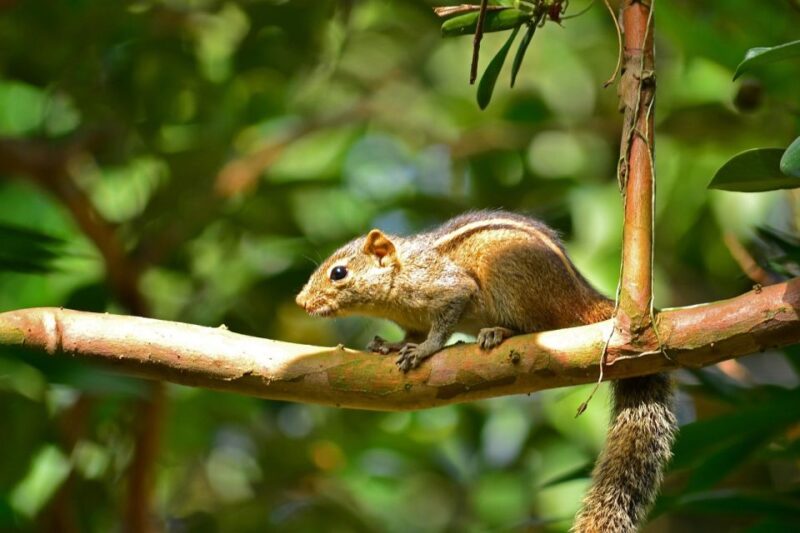Colombo: Water rafting, Bird Watching, Village & Rainforest - Village & Rainforest Life
