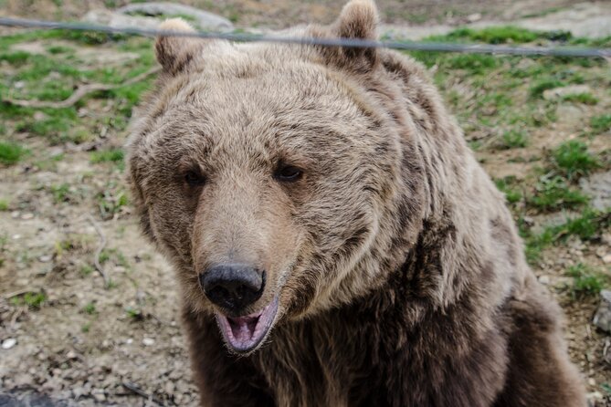 Day Trip Bear Sanctuary, Bran Castle, Rasnov Fortress from Brasov - Final Thoughts: Is This Tour Right for You?
