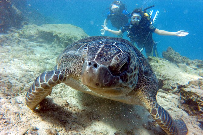 Discover Scuba diving - What Makes This Tour Stand Out?