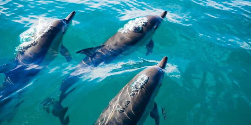 Dolphin Watching in Trincomalee - Final Thoughts