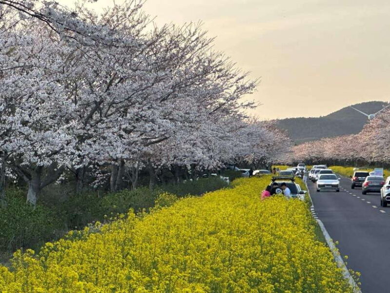 East Jeju Cherry Blossom & Woman Diver Show Small Group Tour - FAQ