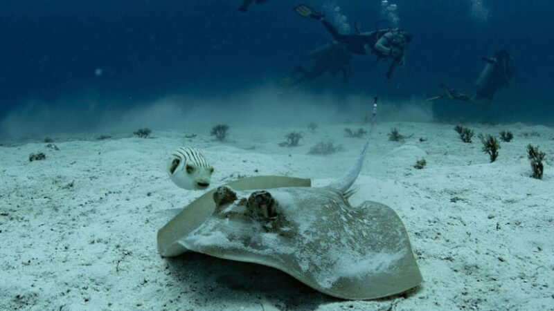 El Nido: Manta Ray Diving Experience in Sibaltan - Authenticity and Real Traveler Feedback