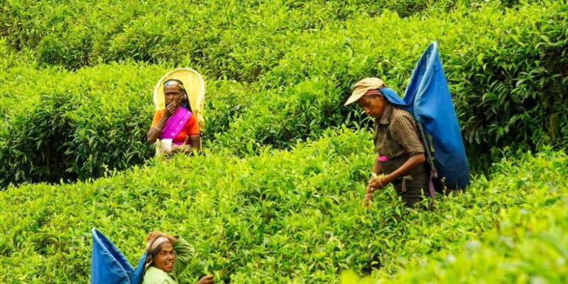 Ella: Day Tour From Kandy with Train Ride - Who This Tour Is Best For