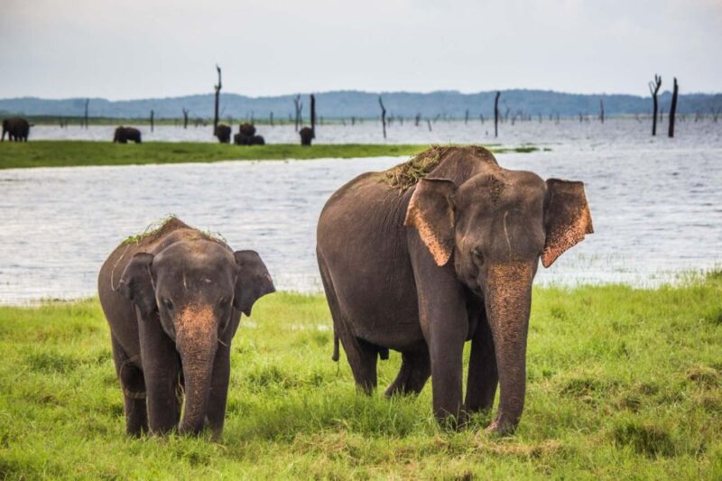 Ella: Safari Day Trip to Yala & Udawalawe w/ Picnic Lunch - Frequently Asked Questions