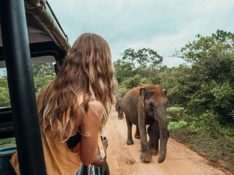 Ella: Transfer to Mirissa/Galle/Hikkaduwa & Udawalawe Safari - Who Should Consider This Tour?