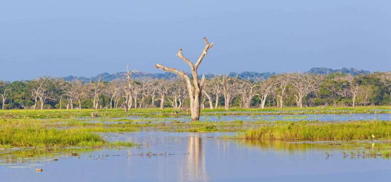 Ella: Transfer to Tangalle/Mirissa/Galle & Yala Safari Tour - FAQs