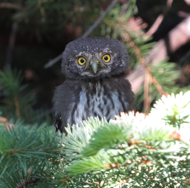Estes Park: Birds of Colorado Speaker Series - The Sum Up