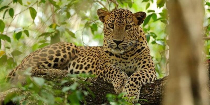 Exclusive : Yala National Park Afternoon Expedition - Practical Tips for Travelers