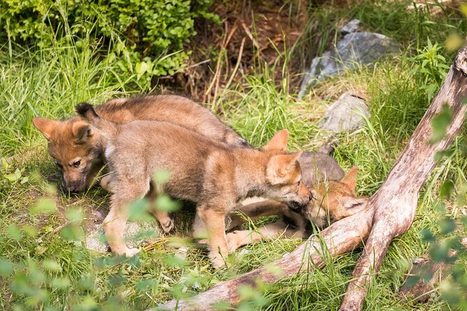 Experience Reindeer Farm and Ranua Wildlife Park in Rovaniemi - FAQ