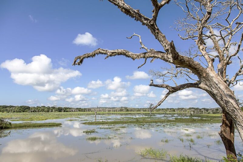 From Colombo: Yala National Park Safari with Transfer - Who Is This Tour Best For?