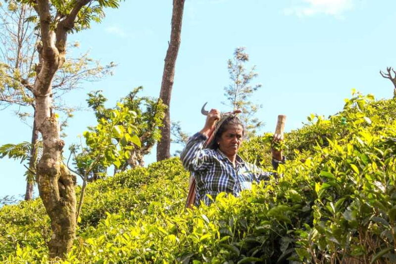 From Ella: Tea Adventure in Haputale with Village Lunch - Tea Tasting and Sampling