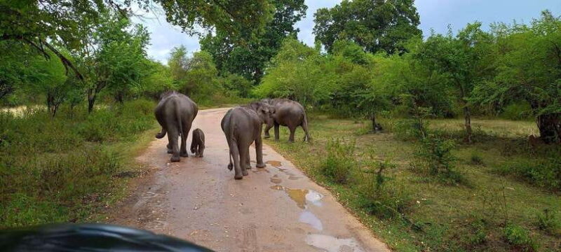 From Ella: Udawalawa Safari Drop: Galle / Mirissa / Tangalle - Authentic Encounters and Real Reviews