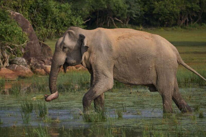 From Ella - Yala National Park Leopard Safari Tour - FAQ