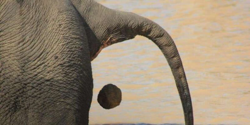 From: Ella - YALA Safari - Drop off: Arugam Bay / Arugambay - Practical Tips for Your Safari