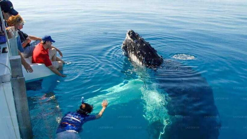 From Galle: Mirissa morning whale watching tour - FAQs