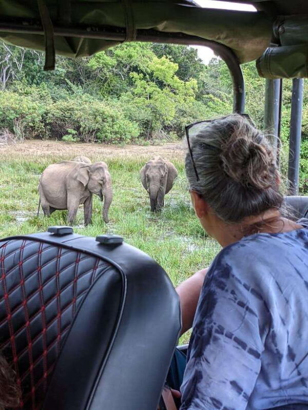 From Galle/ Mirissa/ Tangalle : Udawalawa Safari & Drop Ella - Who Should Consider This Tour?