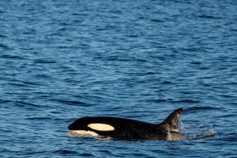 From Galle: Mirissa Whale and Dolphin Watching Boat Ride - FAQ