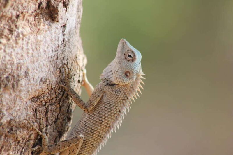 From: Hikkaduwa/ Galle/ Unawatuna/ Talpe - YALA Safari - Authentic Experiences and Genuine Insights