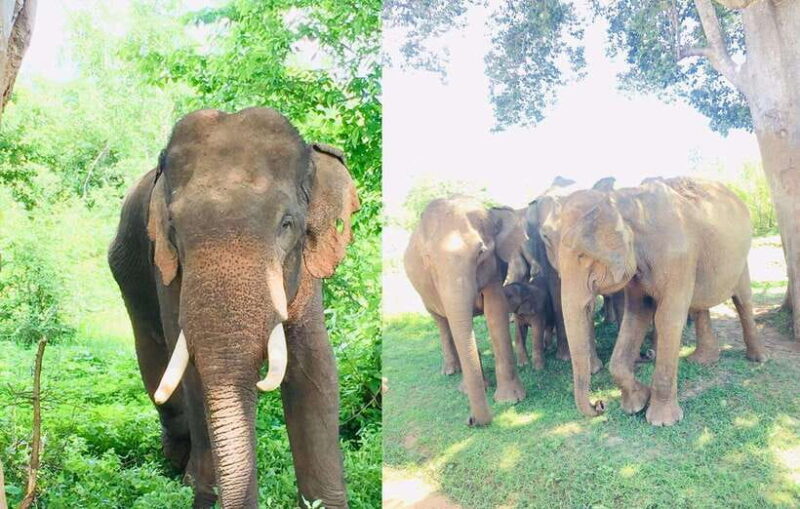 From Kandy: Sigiriya Rock Dambulla & Minneriya Jeep Safari - FAQ