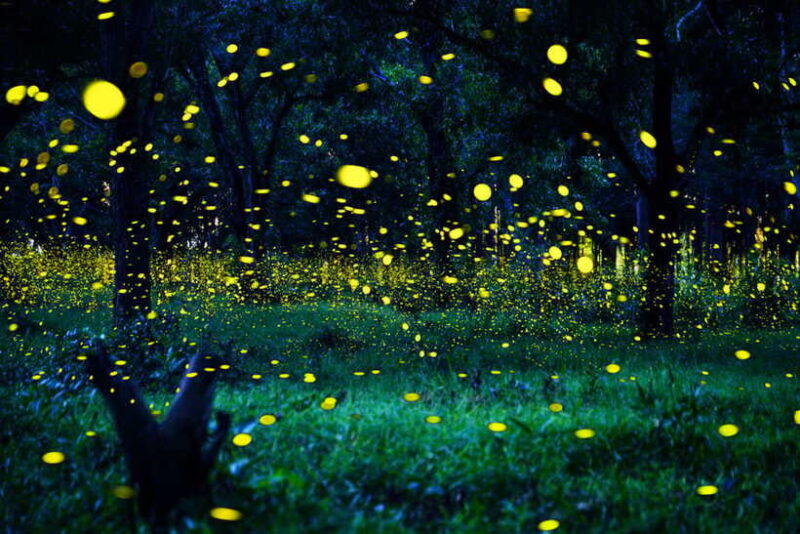 From Kuala Lumpur: Fireflies Tour and Seafood Dinner - Practical Details