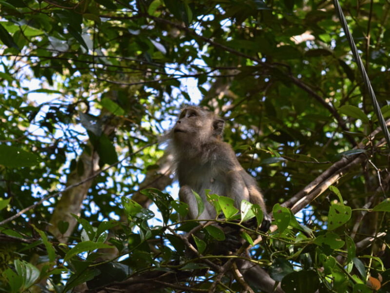 From Kuala Lumpur: Taman Negara National Park Private Tour - Towering Trees and Unique Ecosystems