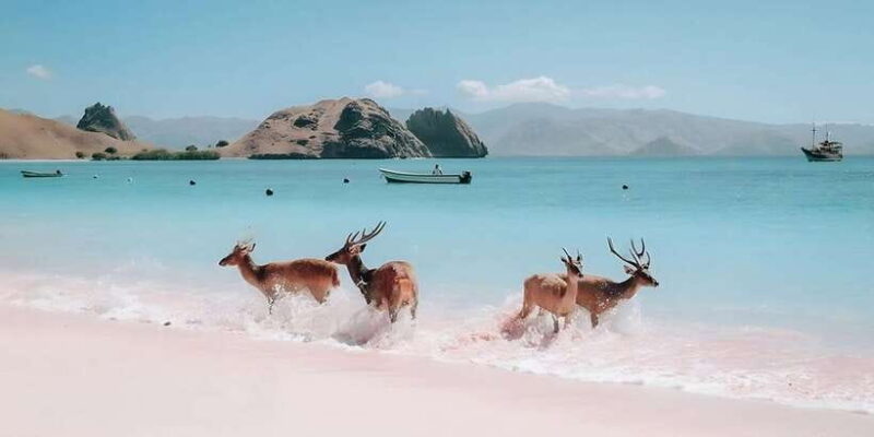 From Labuan Bajo: Day Tour of Komodo Island with Snorkeling - Frequently Asked Questions