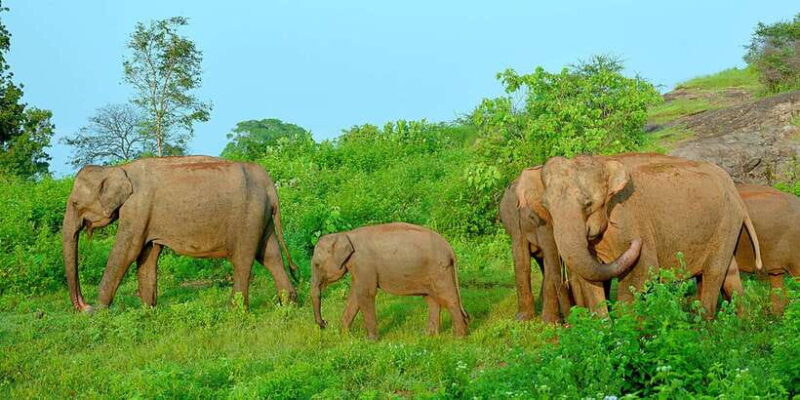 From Negombo: Udawalawa National Park Wildlife Safari - Who Will Enjoy This Tour?