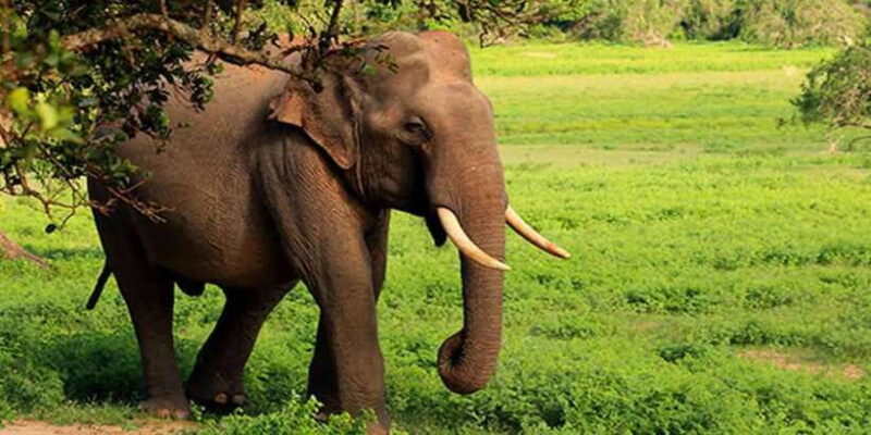 From Tangalle/Hiriketiya: Ella Transfer & Udawalawe Safari - Who Should Consider This Tour?
