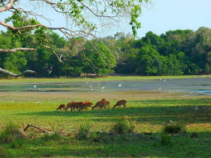 From Tangalle / Hiriketiya : Yala Safari tour & Drop - Ella - The Real Value for Travelers
