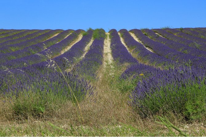 Full Day Ocean of Lavender in Valensole from Avignon - FAQ