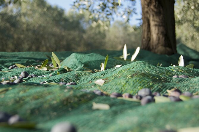 Full-Day Private Tour Corinth and Olive Oil Tasting from Athens - The Practical Details: What to Expect