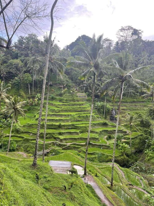 Full Day Tour To Ubud Included Ticket - The Sum Up