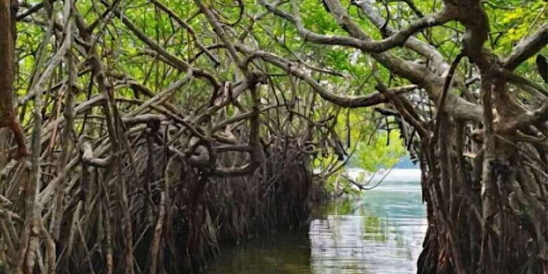 Galle Day Tour From Ahungalla/Kosgoda/Bentota/Beruwala - Who Will Love This Tour?