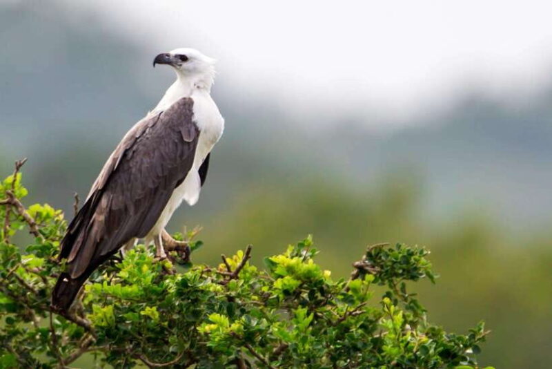 Galle/Mirissa/Tangalle: Transfer to Ella & Yala Safari - Frequently Asked Questions